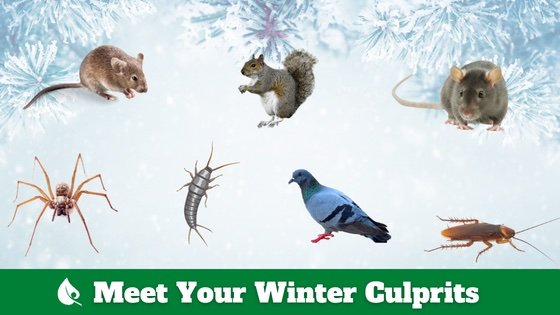 Top 5 Pests Expect this Winter